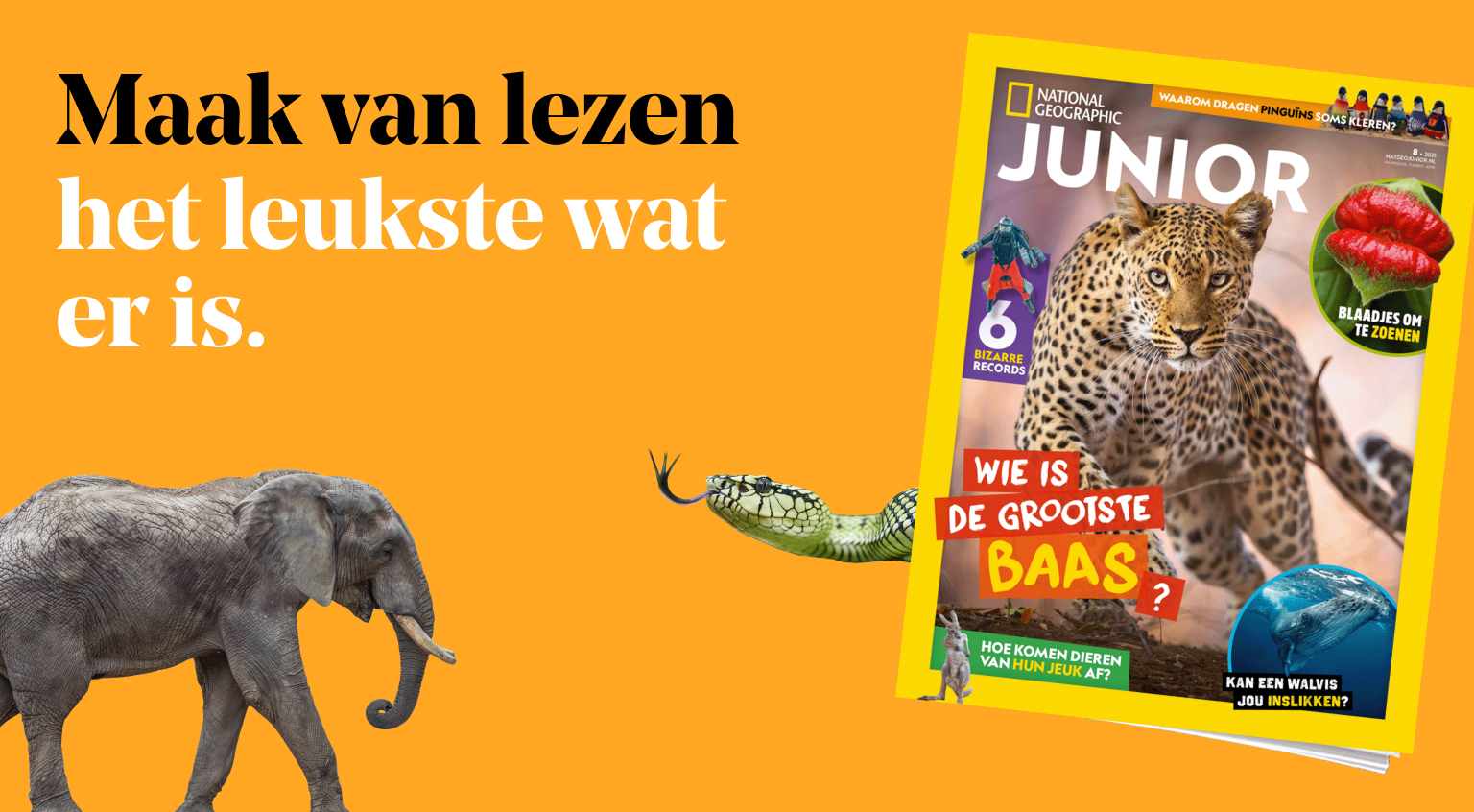 Raar maar waar: hoe doorzichtig is een glaskikker? | NatGeo Junior